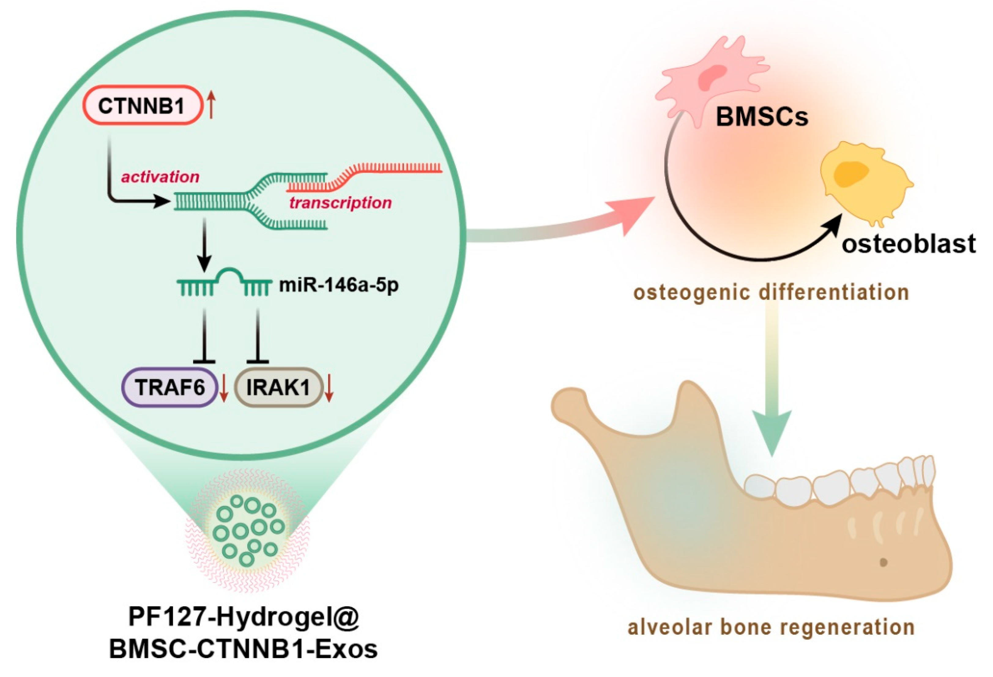 PF127 Hydrogel-Based Delivery of Exosomal CTNNB1 from Mesenchymal Stem ...