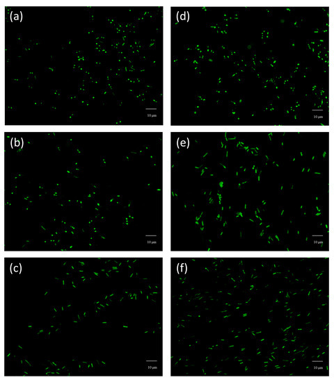 Can Superhydrophobic PET Surfaces Prevent Bacterial Adhesion?