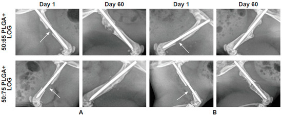 Nanomaterials | Free Full-Text | Xenogenic Implantation of Human ...