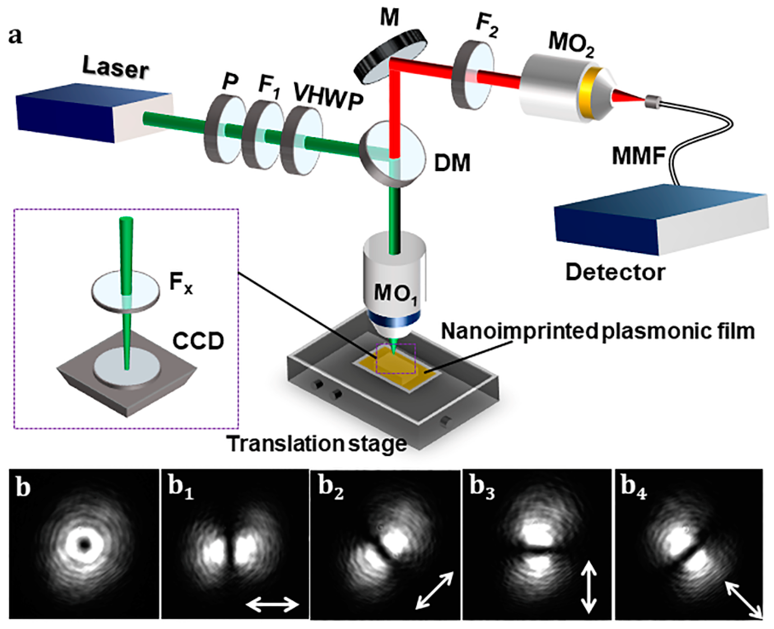 Bionic Plasmonic Nanoarrays Excited by Radially Polarized Vector Beam for Metal-Enhanced ...