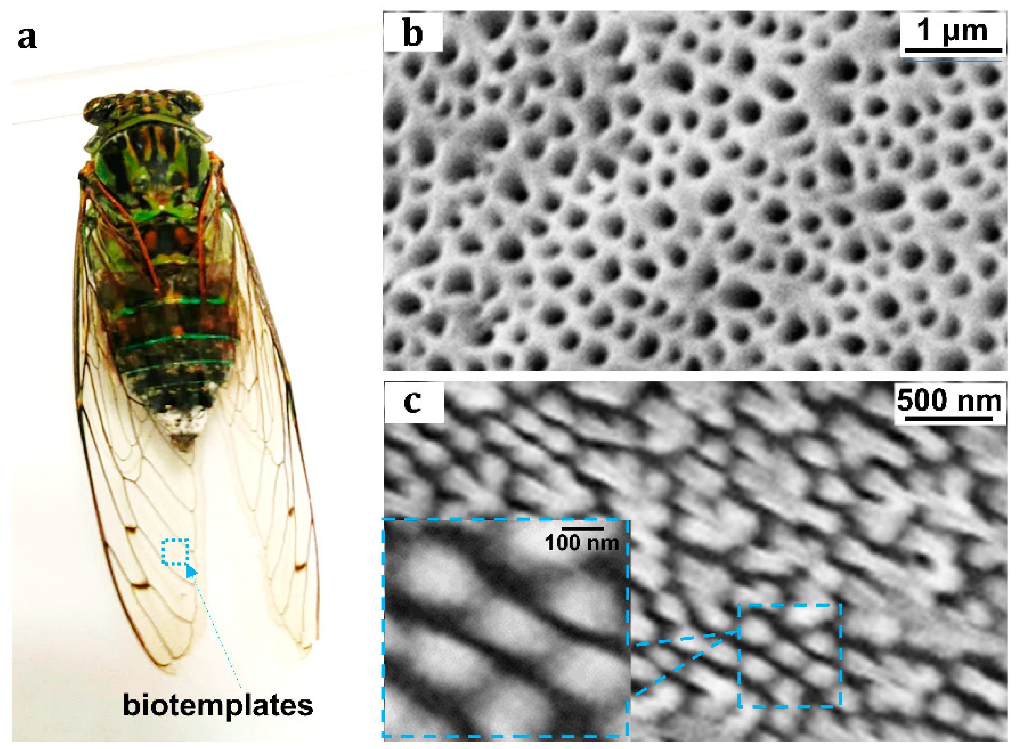Bionic Plasmonic Nanoarrays Excited by Radially Polarized Vector Beam ...