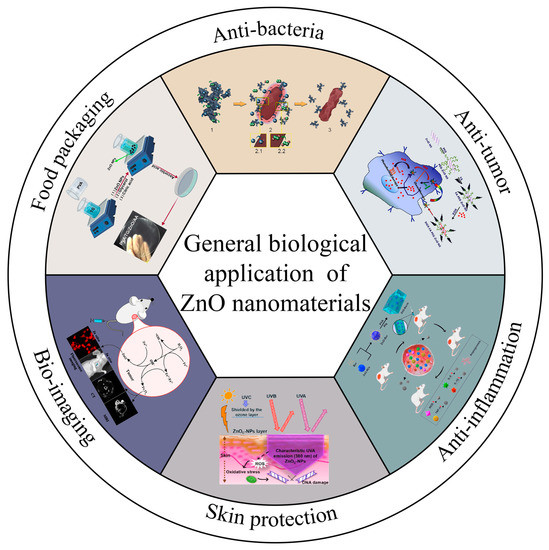 Recent Advances in ZnO Nanomaterial-Mediated Biological Applications and Action Mechanisms