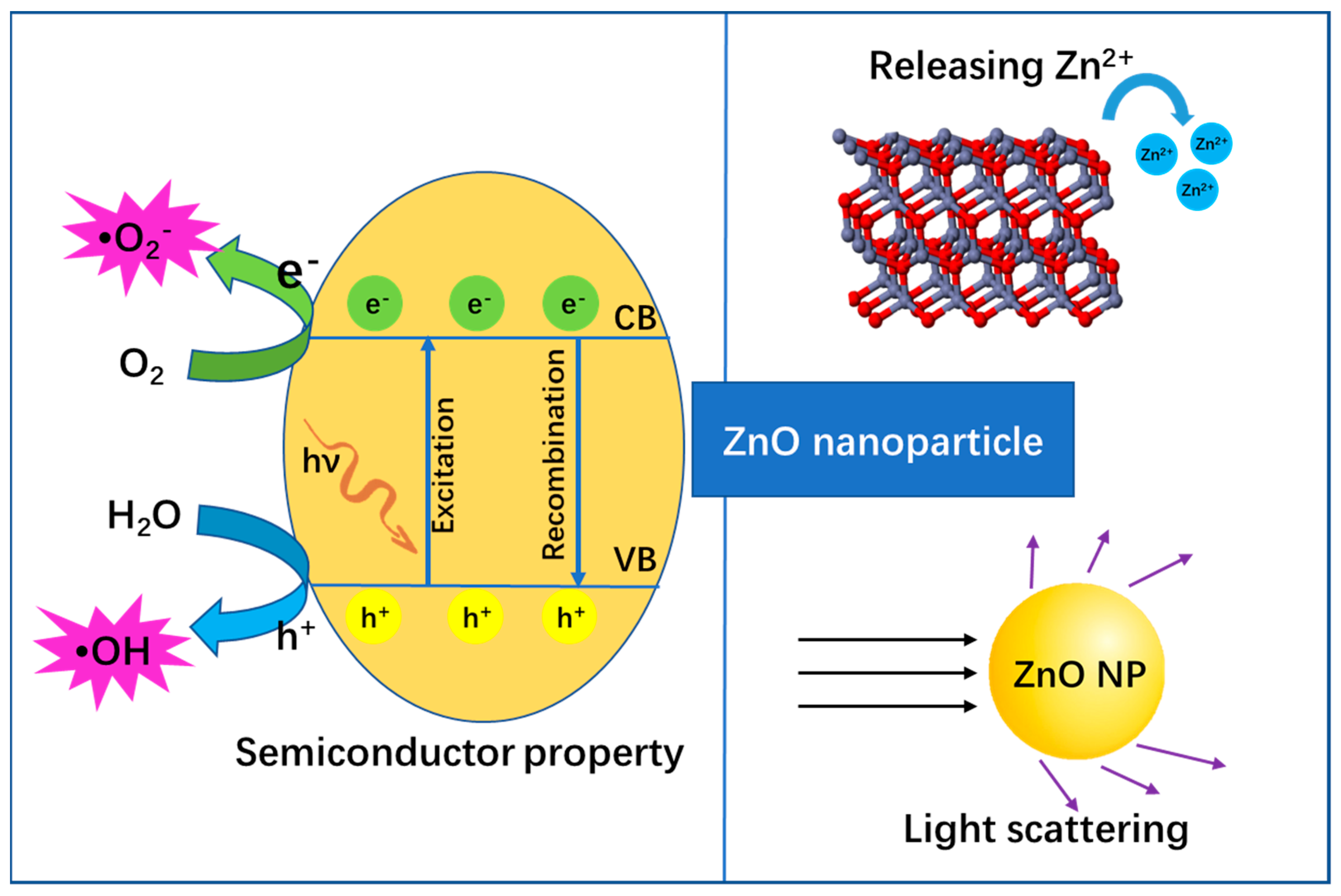 Recent Advances in ZnO Nanomaterial-Mediated Biological Applications and Action Mechanisms