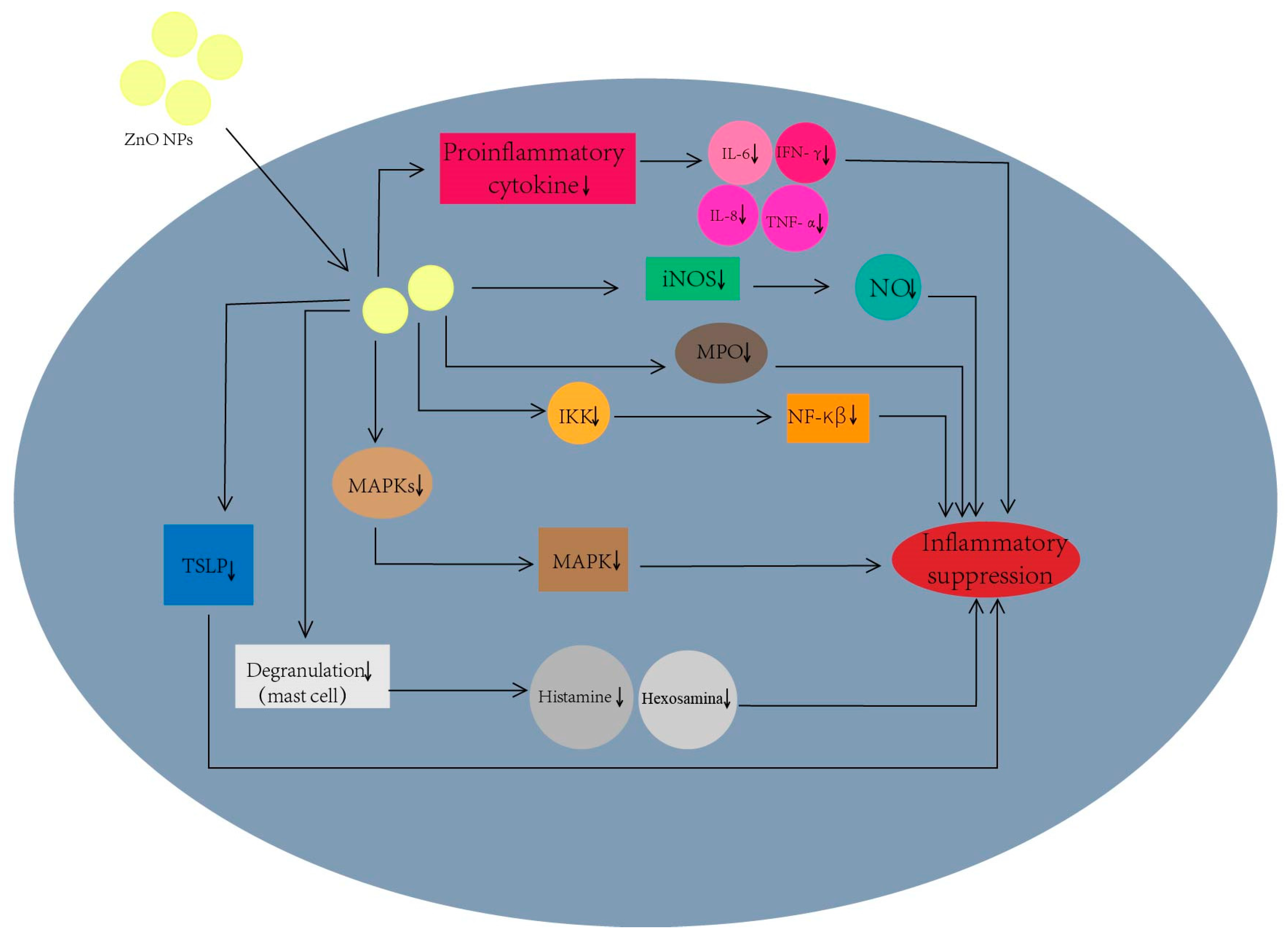 Recent Advances in ZnO Nanomaterial-Mediated Biological Applications and Action Mechanisms