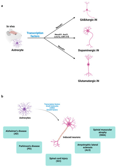 Gene Therapy Using Efficient Direct Lineage Reprogramming Technology for Neurological Diseases