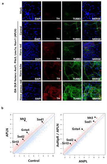 Gene Therapy Using Efficient Direct Lineage Reprogramming Technology for Neurological Diseases