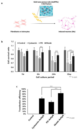 Gene Therapy Using Efficient Direct Lineage Reprogramming Technology ...