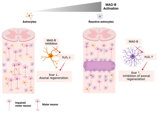 Gene Therapy Using Efficient Direct Lineage Reprogramming Technology ...