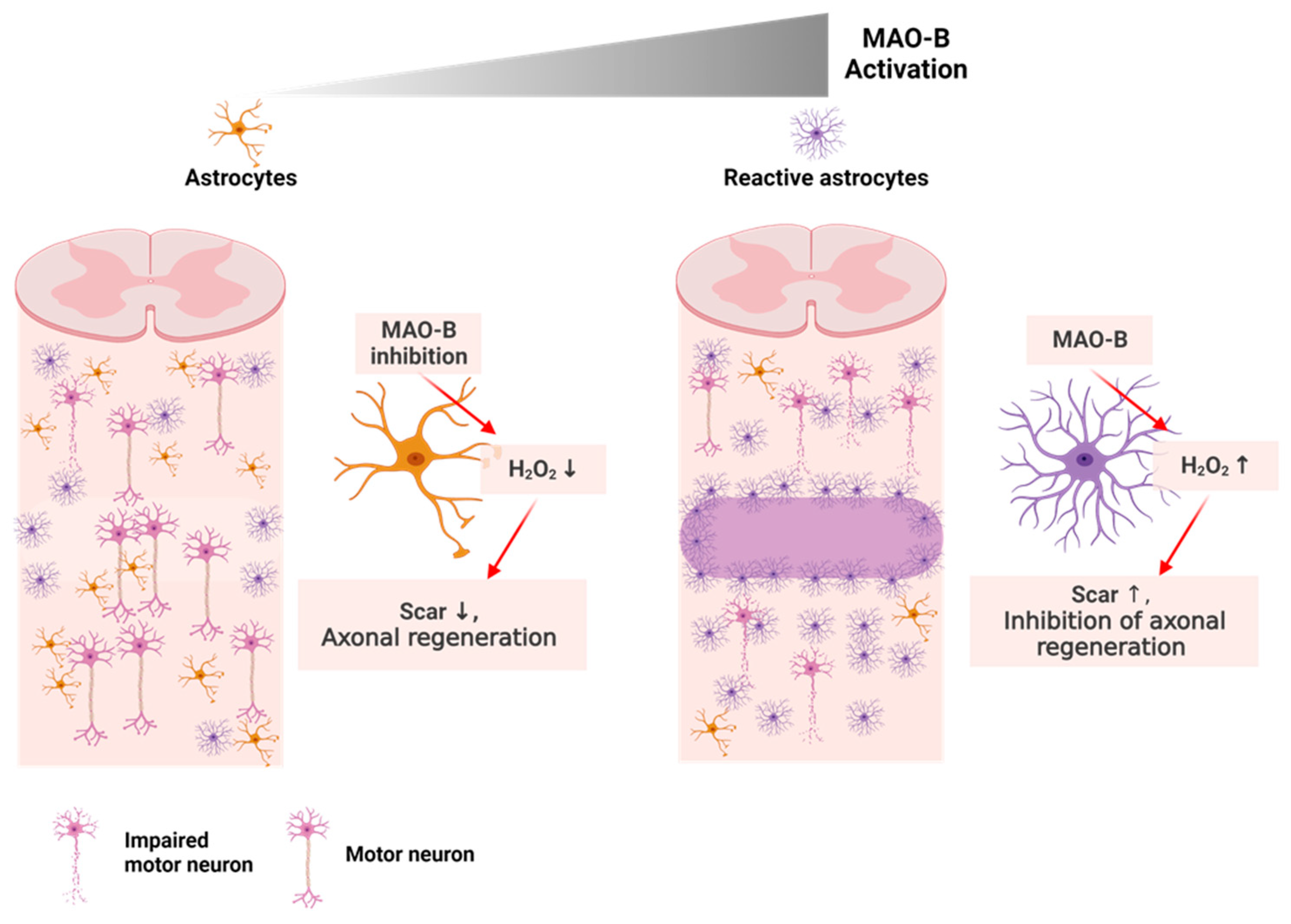 Gene Therapy Using Efficient Direct Lineage Reprogramming Technology for Neurological Diseases