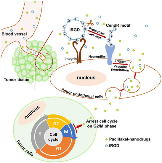 The Role of Integrins for Mediating Nanodrugs to Improve Performance in ...