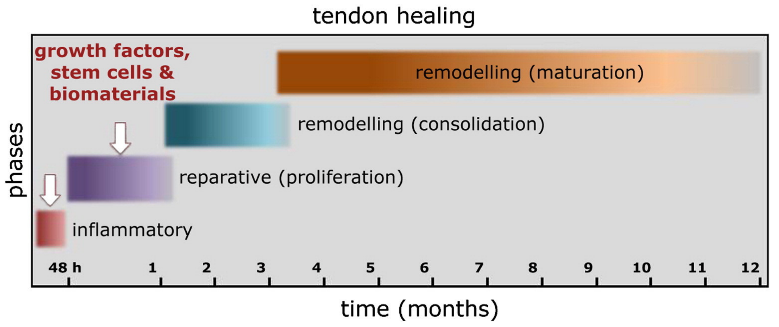 Bioactive Nanostructured Scaffold-Based Approach for Tendon and ...