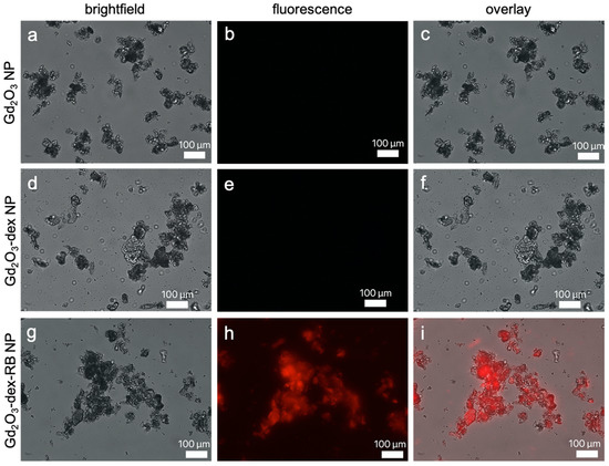 Nanomaterials | Free Full-Text | Dual Labeling of Primary Cells with Fluorescent Gadolinium ...