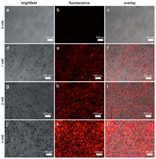 Nanomaterials | Free Full-Text | Dual Labeling of Primary Cells with Fluorescent Gadolinium ...