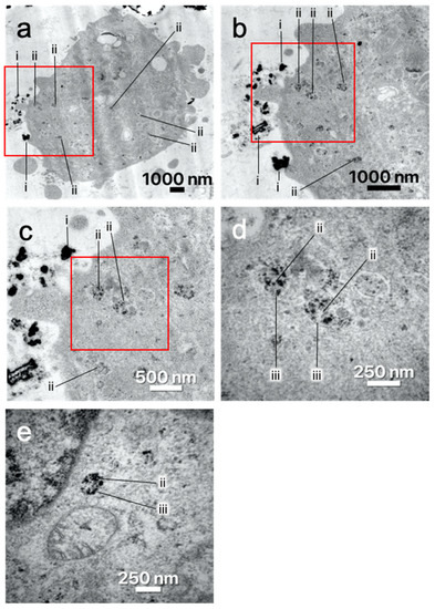 Nanomaterials | Free Full-Text | Dual Labeling of Primary Cells with Fluorescent Gadolinium ...