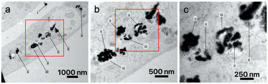 Nanomaterials | Free Full-Text | Dual Labeling of Primary Cells with Fluorescent Gadolinium ...