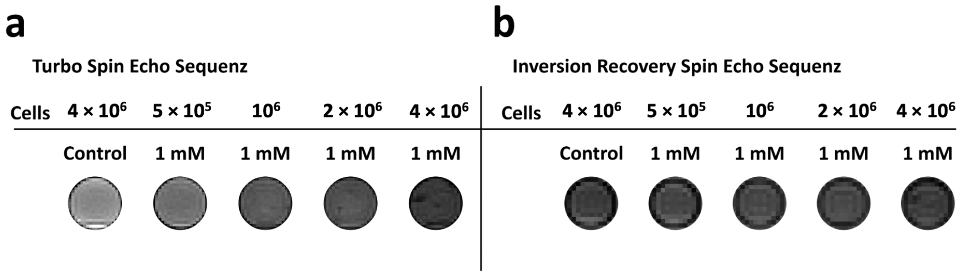 Nanomaterials | Free Full-Text | Dual Labeling of Primary Cells with Fluorescent Gadolinium ...