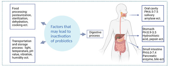 Biomaterials and Encapsulation Techniques for Probiotics: Current ...