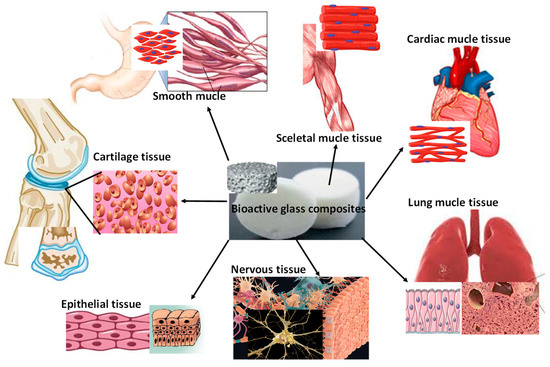 Advanced Bioactive Glasses: The Newest Achievements and Breakthroughs ...