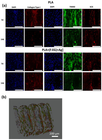 Biocompatible 3D-Printed Tendon/Ligament Scaffolds Based on Polylactic ...
