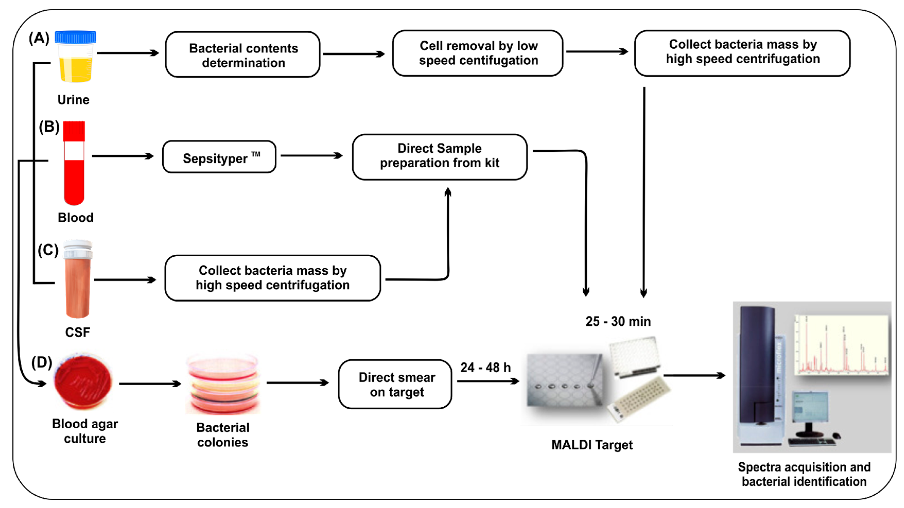 Nano-Biotechnology for Bacteria Identification and Potent Anti ...