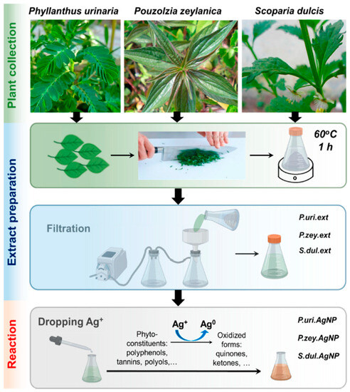 Advances in Phytonanotechnology: A Plant-Mediated Green Synthesis of Metal Nanoparticles Using ...