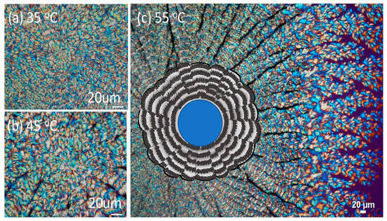 Probing the Nano-Assembly Leading to Periodic Gratings in Poly(p-dioxanone)