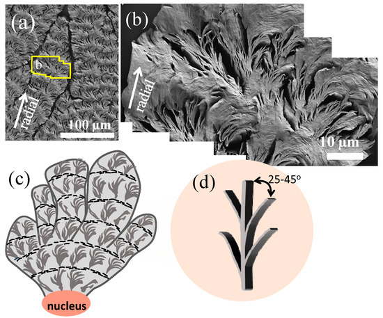 Probing the Nano-Assembly Leading to Periodic Gratings in Poly(p-dioxanone)