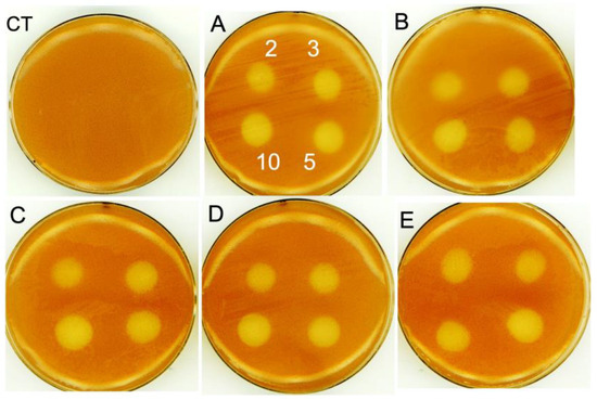 Adenosine-Monophosphate-Assisted Homogeneous Silica Coating of Silver Nanoparticles in High Yield