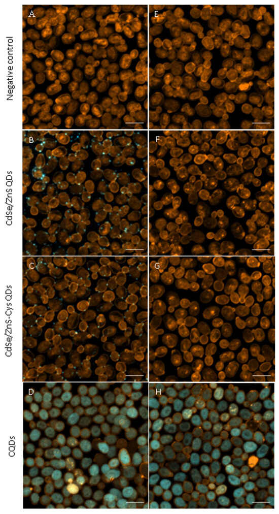 Comparison of Toxicity and Cellular Uptake of CdSe/ZnS and Carbon ...