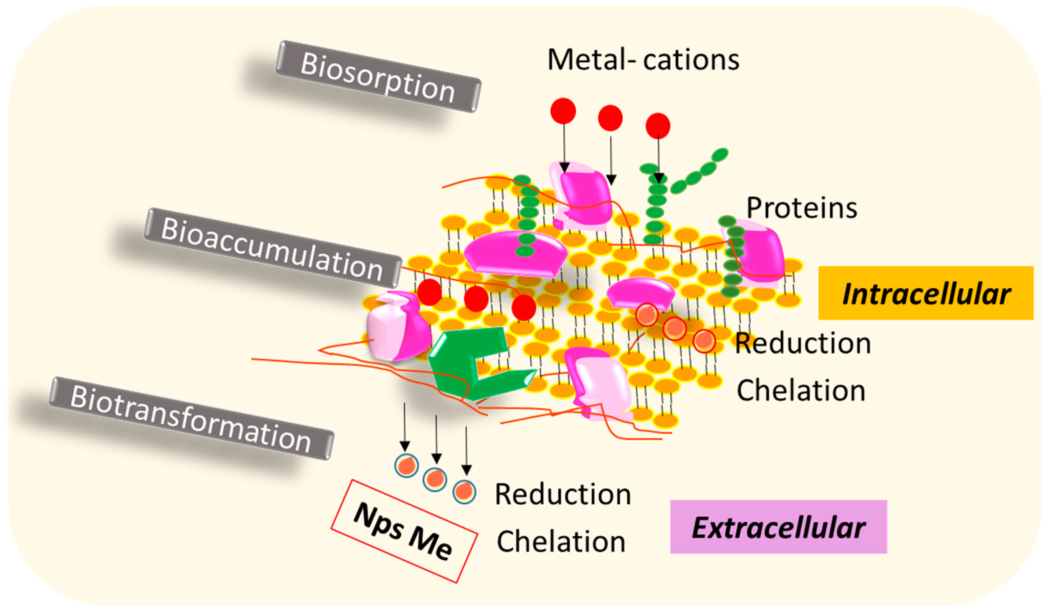 Green Synthesis Of Nanoparticles From Wpcbs Encyclopedia Mdpi