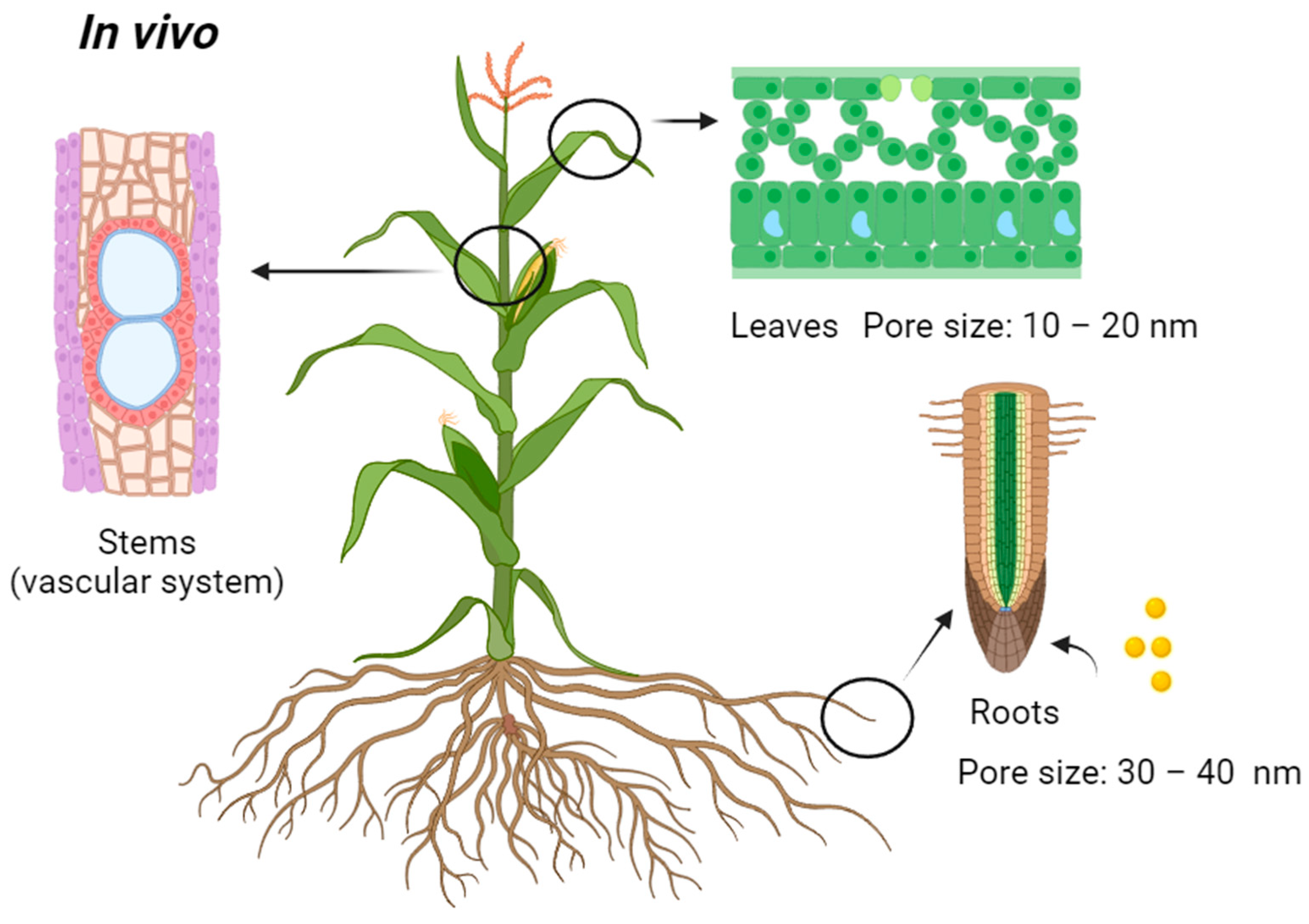 Transport of Nanoparticles into Plants and Their Detection Methods