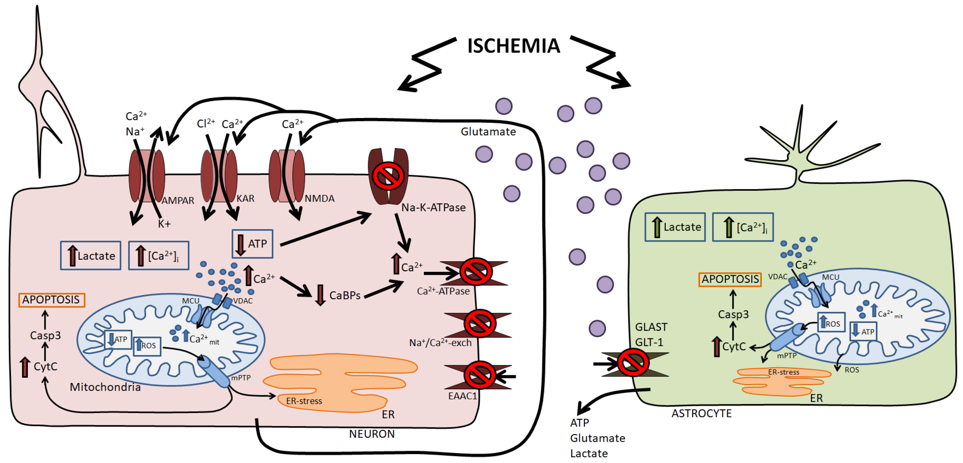 Nanomaterials Free Full Text Selenium Nanoparticles In Protecting The Brain From Stroke