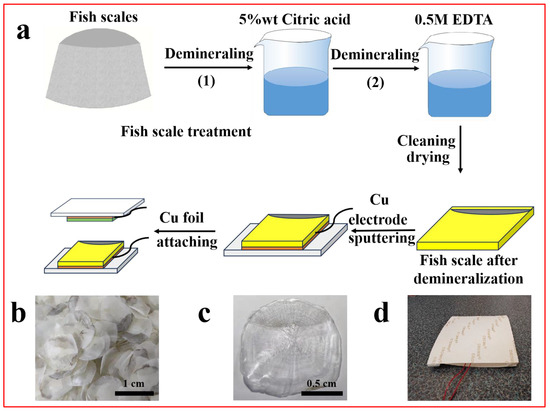Nanomaterials | Free Full-Text | Fish Scale for Wearable, Self-Powered TENG