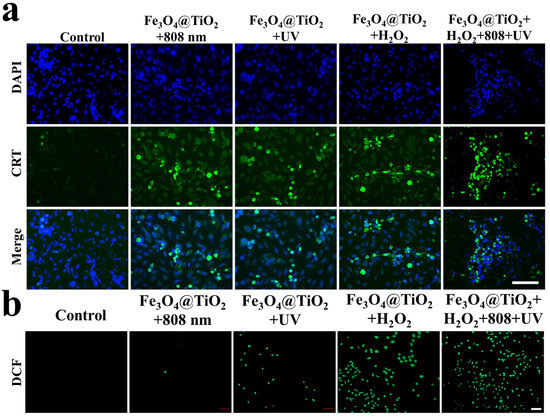 Fe3O4@TiO2 Microspheres: Harnessing O2 Release and ROS Generation for ...