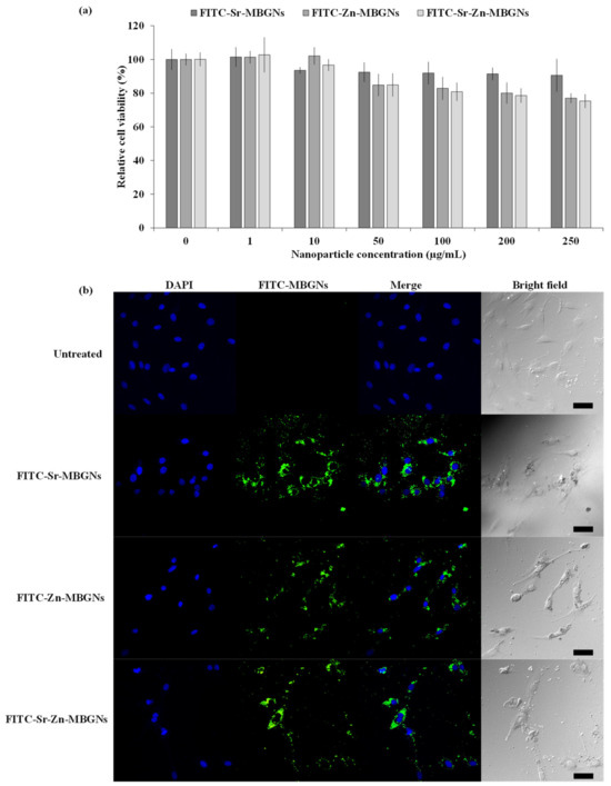 Nanomaterials | Free Full-Text | Strontium and Zinc Co-Doped Mesoporous Bioactive Glass ...