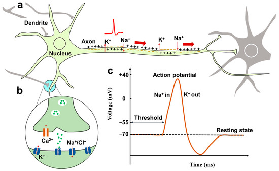 Oxide Ionic Neuro-Transistors for Bio-inspired Computing