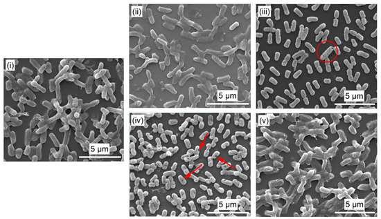 Fluorocarbon Plasma-Polymerized Layer Increases the Release Time of ...
