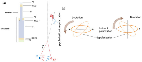 Asymmetric Polarization in a Rough Multilayer: Towards the ...