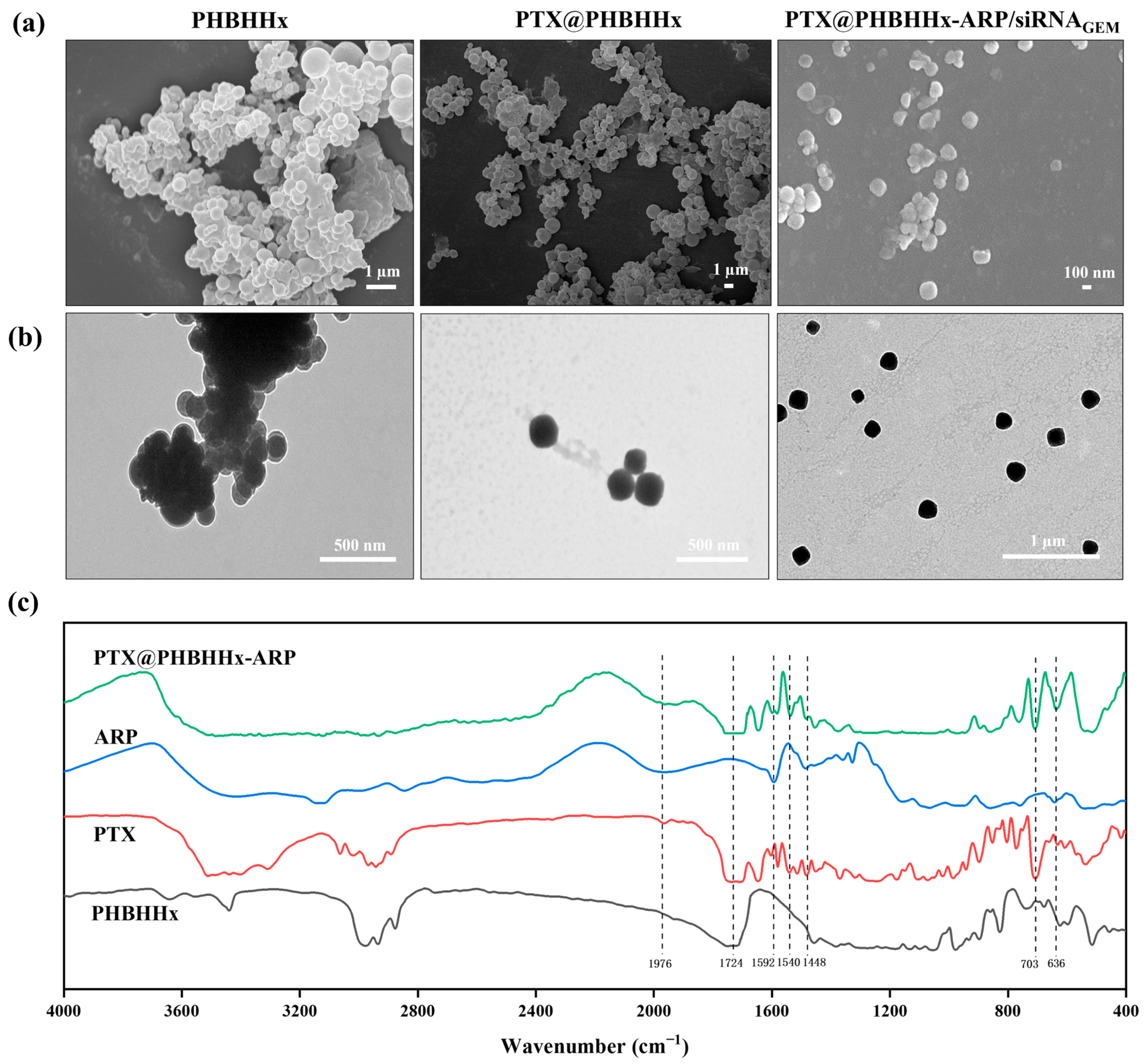 Targeted PHA Microsphere-Loaded Triple-Drug System with Sustained Drug Release for Synergistic ...