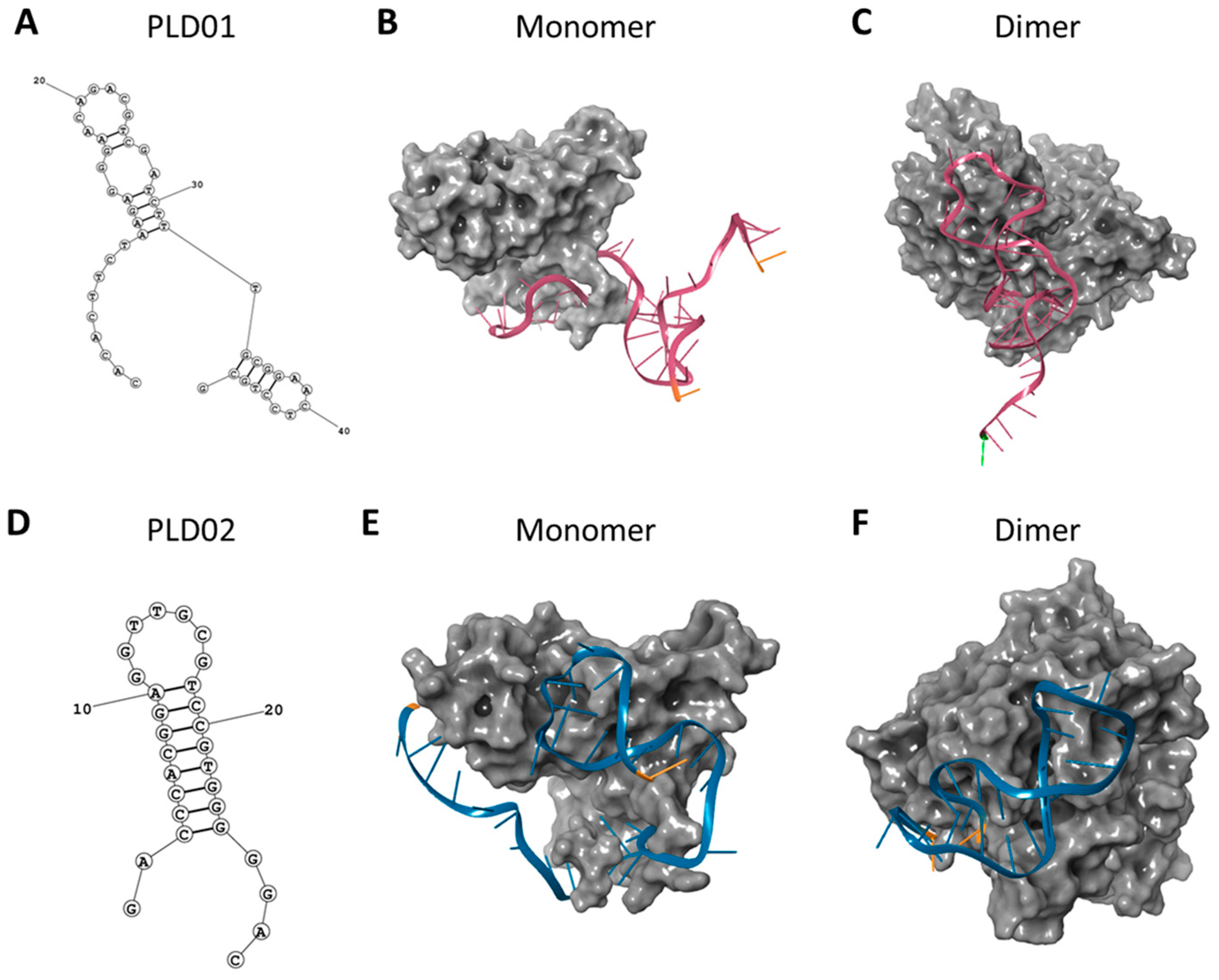 In Silico Design of Novel EpCAM-Binding Aptamers for Targeted Delivery ...