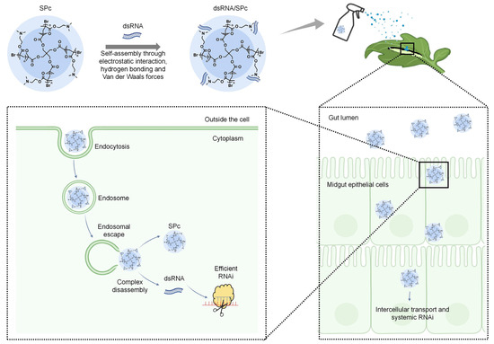 Nanocarrier-Based Eco-Friendly RNA Pesticides for Sustainable ...