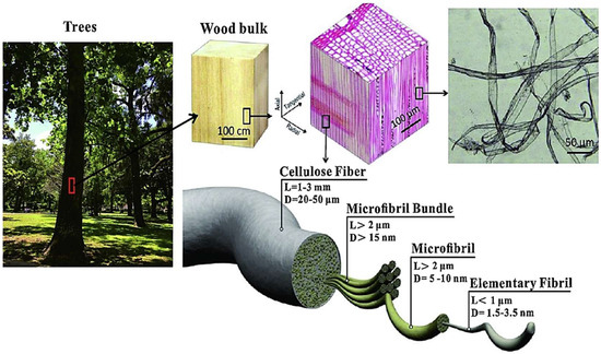 A Comprehensive Review on Cellulose Nanofibers, Nanomaterials, and ...
