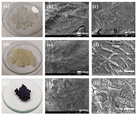Green Synthesis of Sodium Alginate/Casein Gel Beads and Applications