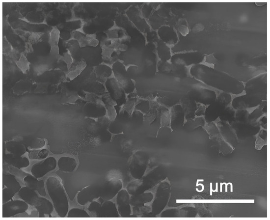 The Composition of the Dispersion Medium Determines the Antibacterial ...