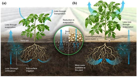 Stearic-Acid-Coated Sand: A Game Changer for Agriculture Water Management