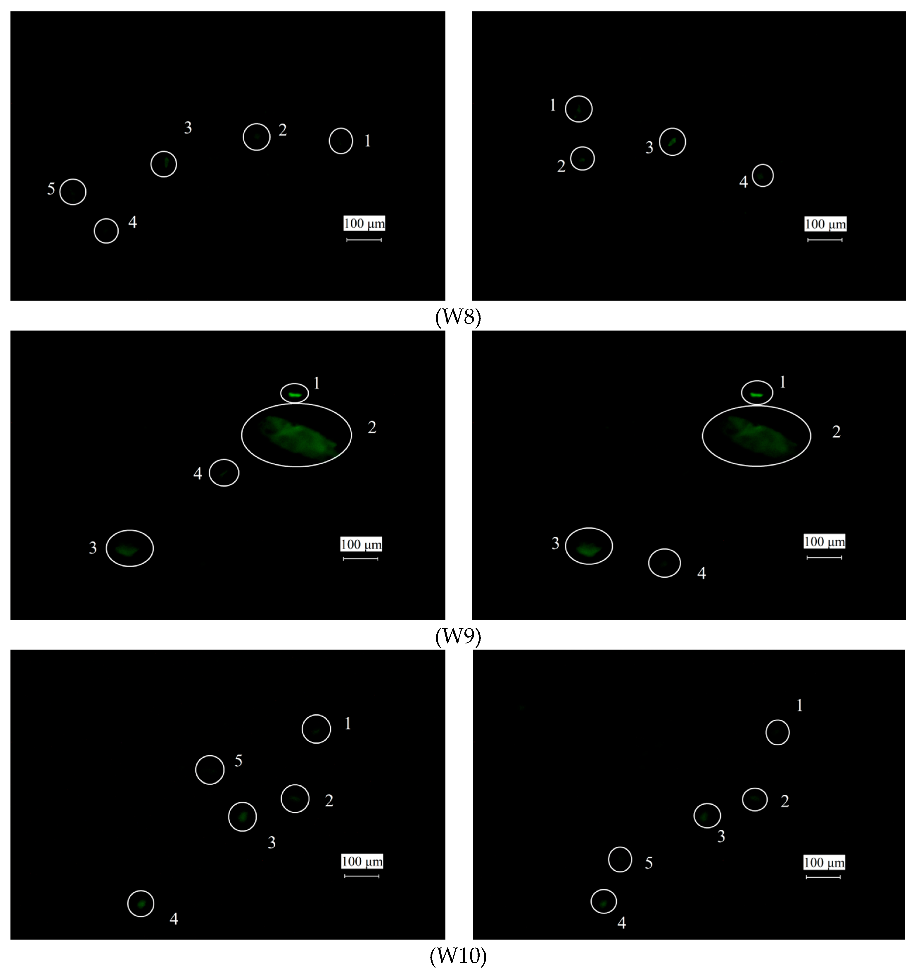 Improving the Detection Accuracy of Subsurface Damage in Optical Materials by Exploiting the ...