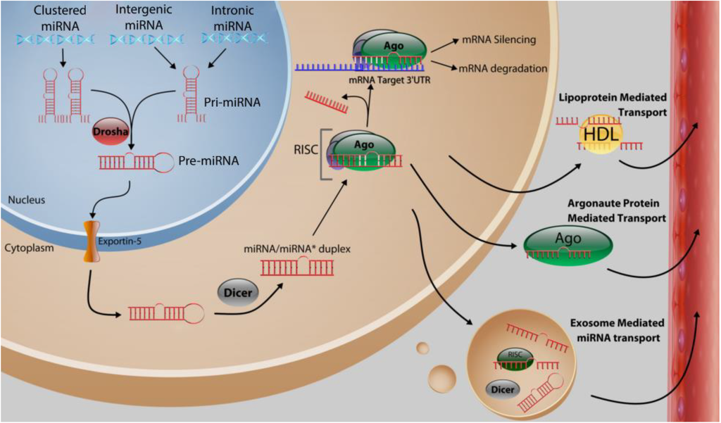 ncRNA | Free Full-Text | MicroRNA and Breast Cancer: Understanding ...