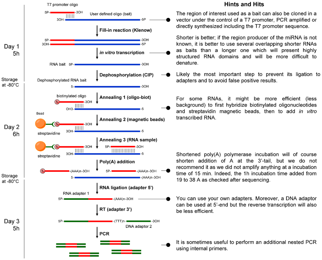 ncRNA | September 2015 - Browse Articles