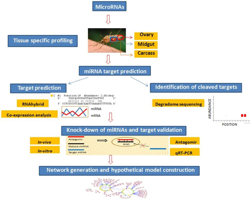 miRNA–mRNA Conflux Regulating Immunity and Oxidative Stress Pathways in ...