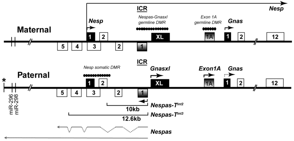 Antisense Activity across the Nesp Promoter is Required for Nespas ...